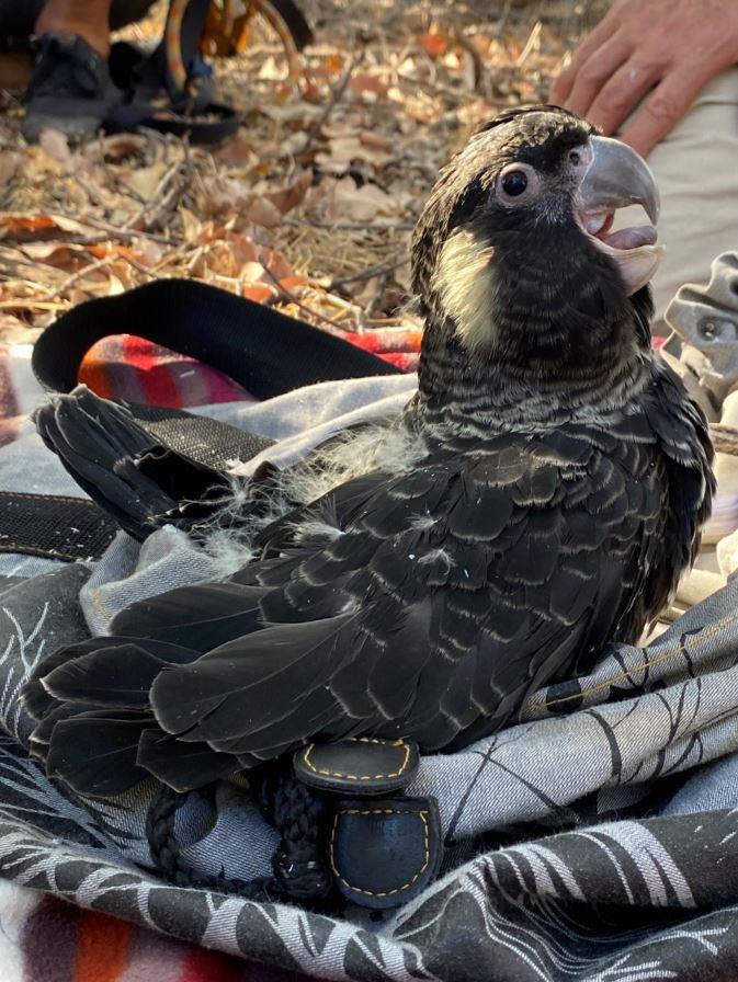 Bunuru: A record breaking summer | Whiteman Park