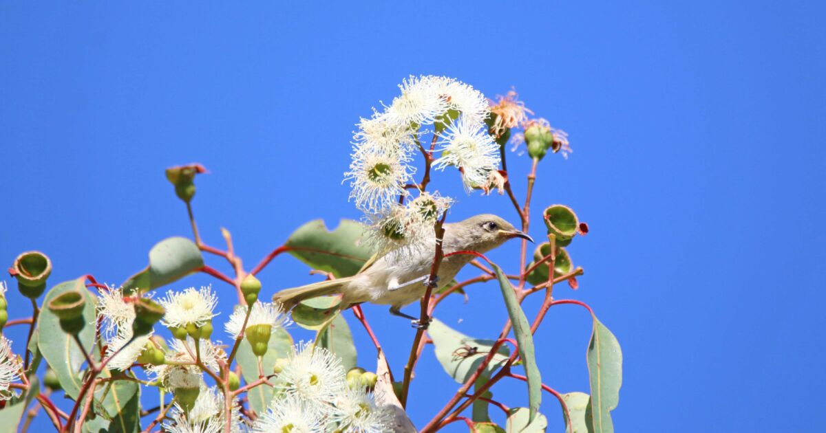 Bush birds | Whiteman Park