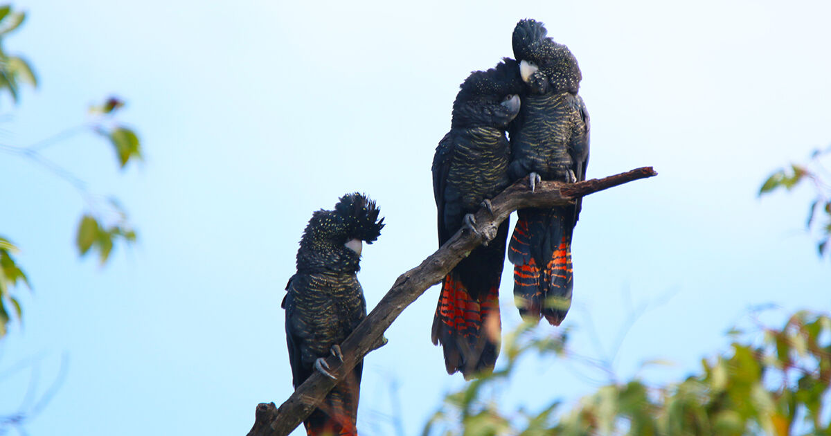 Black cockatoos | Whiteman Park