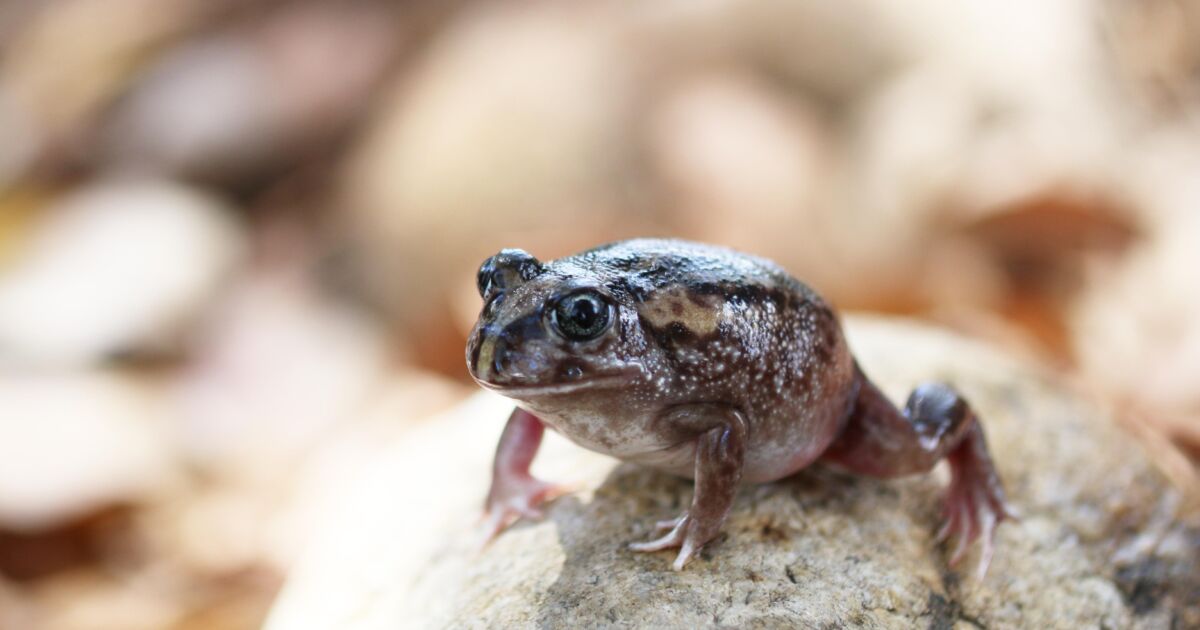 Moaning frog | Whiteman Park