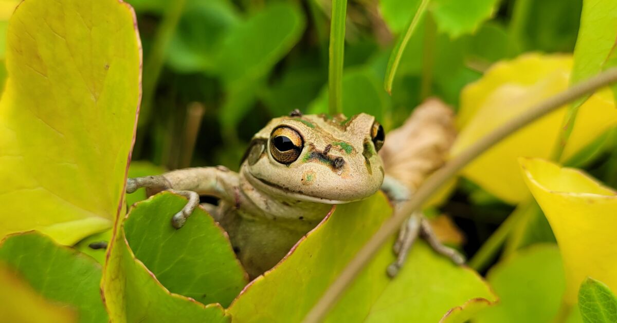 Frogs | Whiteman Park