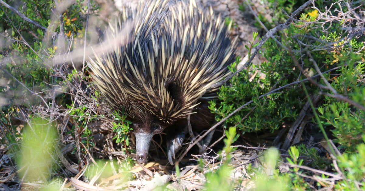 Mammals | Whiteman Park
