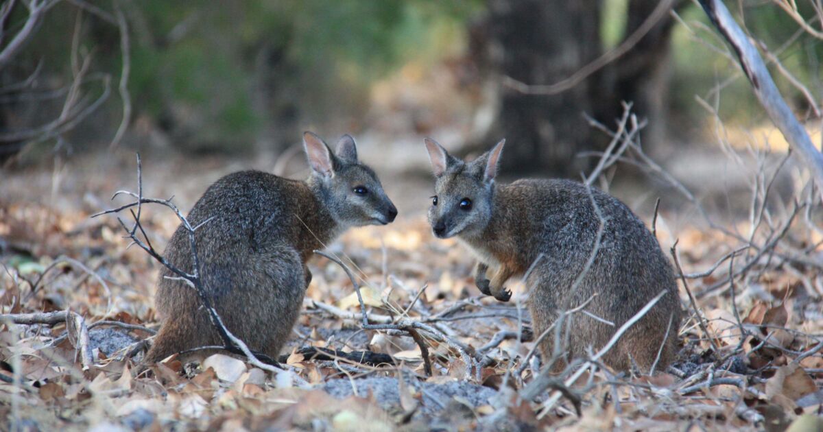 Wallabies | Whiteman Park