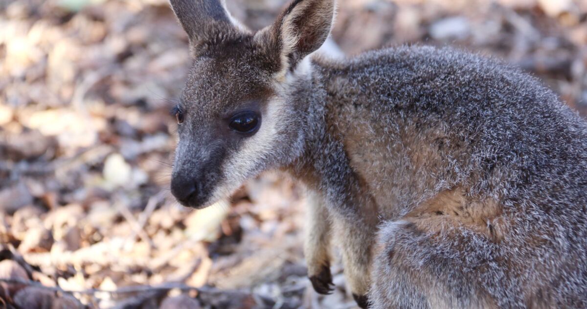 Black-gloved wallaby | Whiteman Park