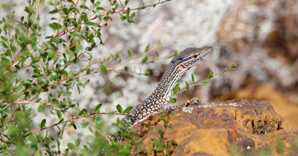 Goannas | Whiteman Park