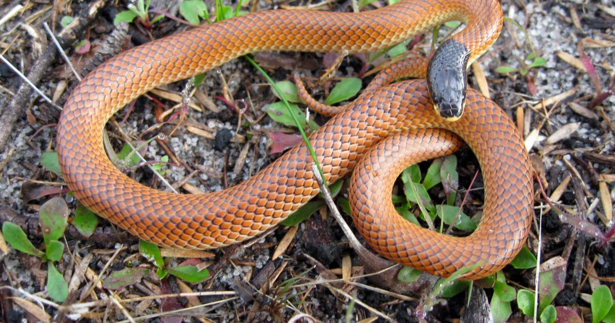 Gould's hooded snake | Whiteman Park