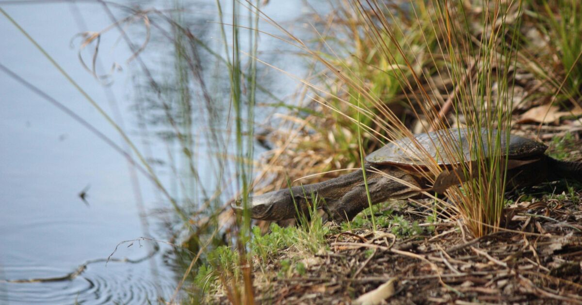 Fauna | Whiteman Park